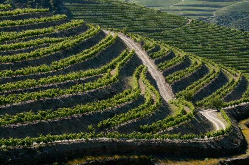 Douro: Wine Tasting and river cruise Experience - The Sum Up