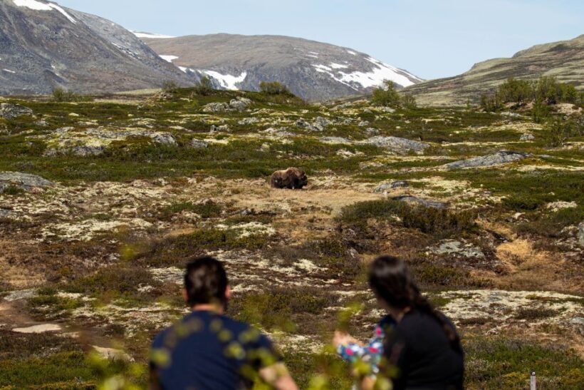 Dovrefjell National Park: Hiking Tour and Musk Ox Safari - Key Points