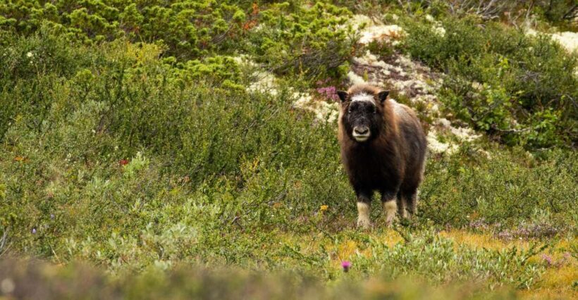 Dovrefjell National Park: Hiking Tour and Musk Ox Safari - The Experience in Detail