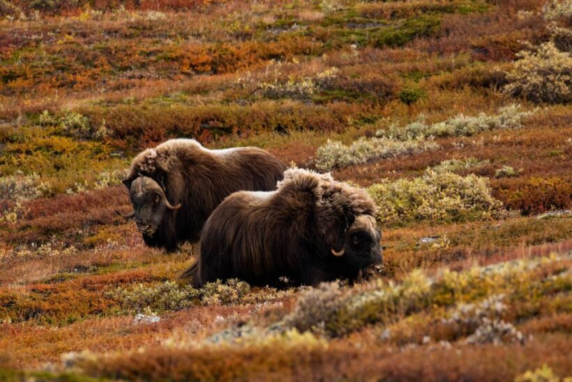 Dovrefjell National Park: Hiking Tour and Musk Ox Safari - FAQs