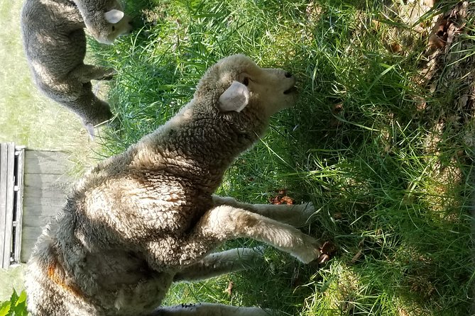 Down Island Tour With One Hour in Edgartown - Key Points