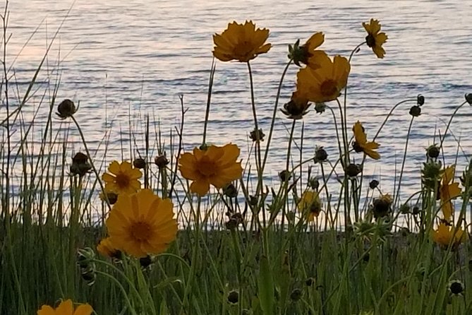 Down Island Tour With One Hour in Edgartown - The Historic Wesleyan Grove Campground