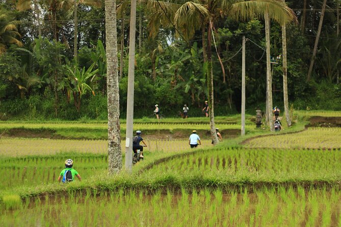 Downhill Cycling Ubud with Volcano,Rice Terraces,Jungle and Meals - Analyzing the Value