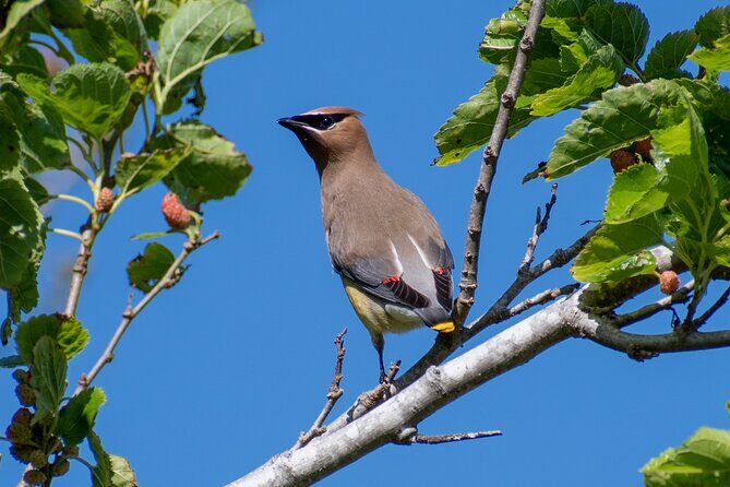 Downtown Charleston Birding Tour - Exploring Hampton Park: A Birdwatchers Paradise