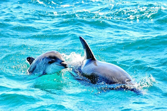 Dreamer Cave and Dolphins Boat Tour Ticket Albufeira - Meeting Point and Schedule