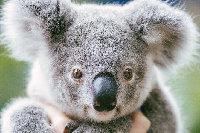 Dreamworld Gold Coast Admission 1 Day Ticket - Frequently Asked Questions