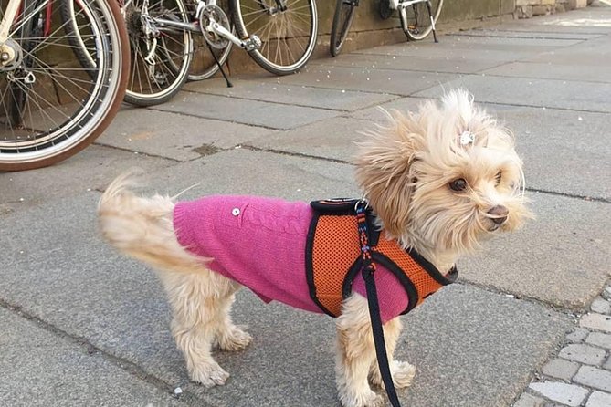 Dresden Highlights - Big City Tour With Bike - Transportation and Nearby Amenities