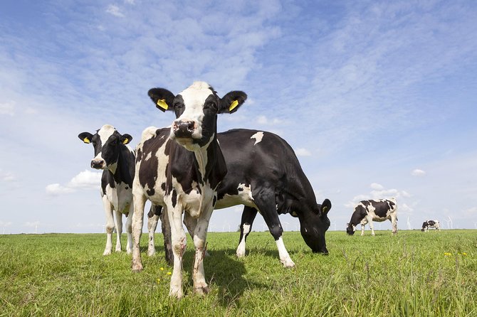 Drive It Yourself Electric Dutch Countryside GPS Audio Tour - Frequently Asked Questions