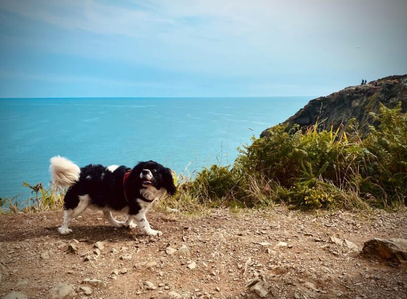 Dublin: Dublin Coastal Hike and Pints & Puppies - FAQ