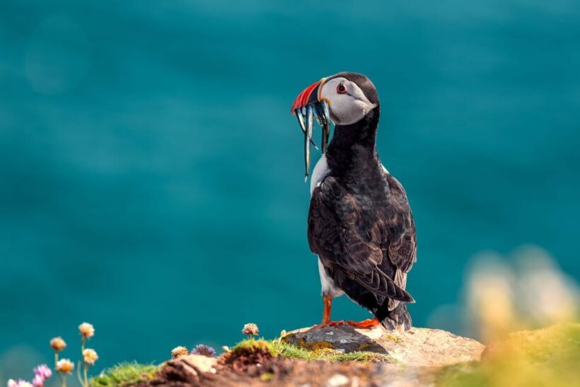 Dublin: Ferry from Howth to Ireland's Eye island - An Authentic Coastal Experience in Dublin
