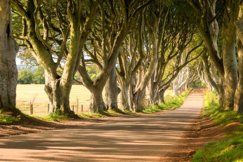 Dublin: Giants Causeway, Dark Hedges, Dunluce & Belfast Tour - Review Highlights and Authentic Traveler Insights
