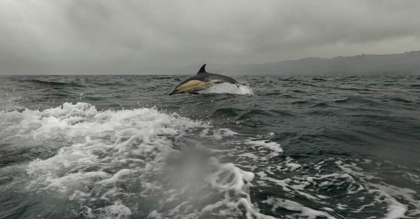 Dublin: History and Wildlife Boat Tour with Live Commentary - Key Points