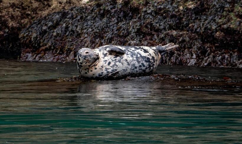 Dublin: History and Wildlife Boat Tour with Live Commentary - An In-Depth Look at the Dublin Bay Boat Tour