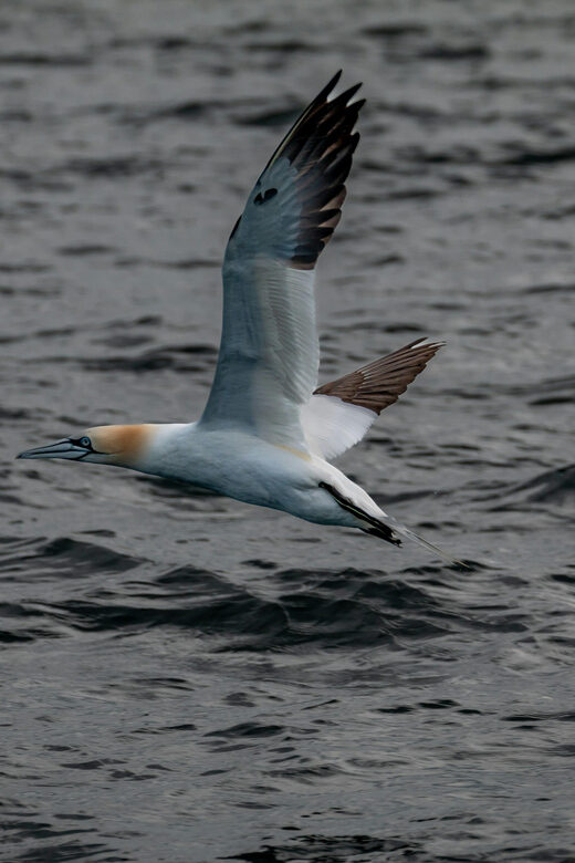Dublin: History and Wildlife Boat Tour with Live Commentary - Who Will Love This Tour?