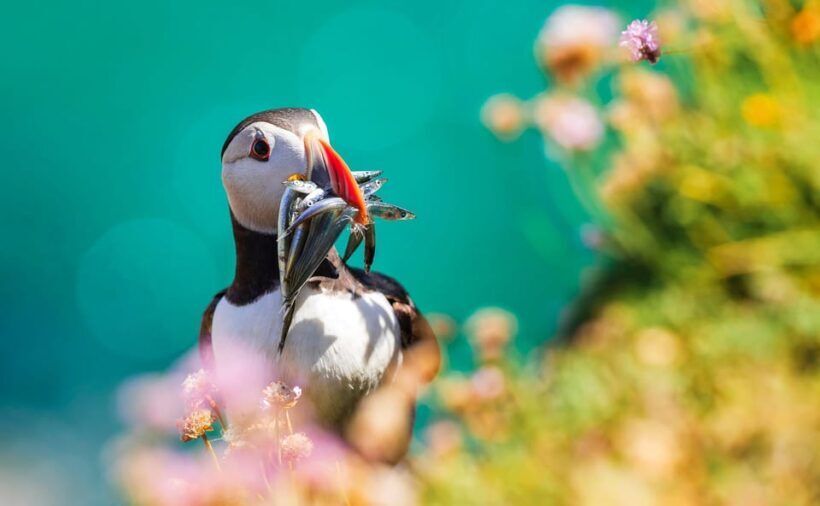Dublin: Howth Coast and Ireland's Eye Boat Tour - The Sum Up