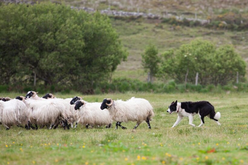 Dublin: Kilkenny, Wicklow & Glendalough Tour & Sheepdog Show - An In-Depth Look at the Tour Experience