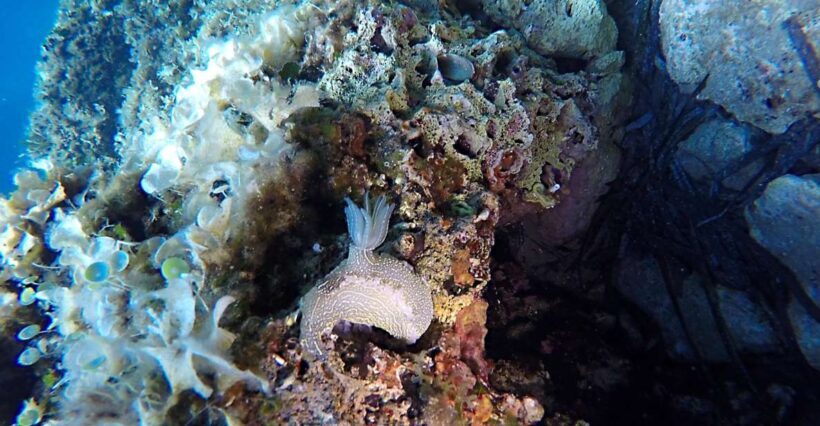 Dubrovnik: 1-Day Discover Scuba Diving Course - Frequently Asked Questions