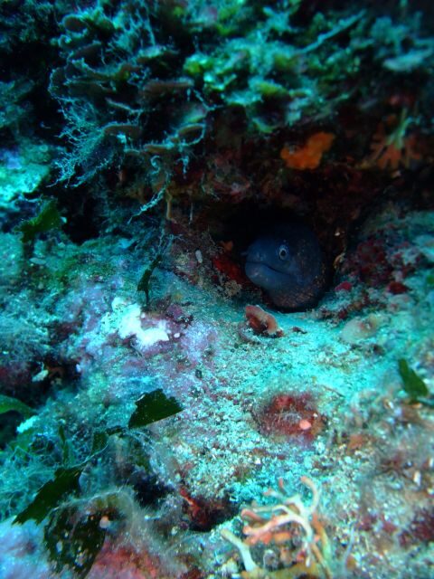 Dubrovnik: 1-Day Diving Package - The Dive Sites: Underwater Highlights