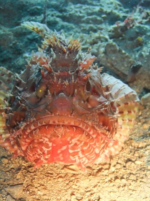 Dubrovnik: 1-Day Diving Package - Who Will Love This Experience