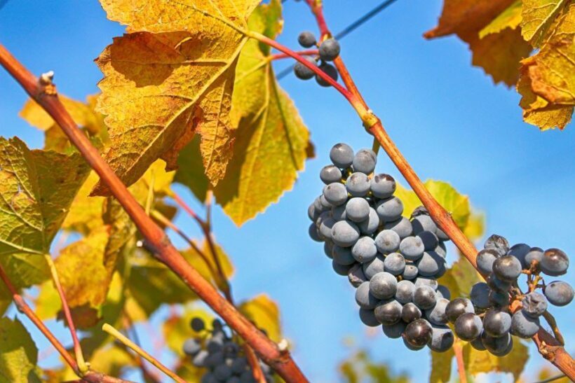 Dubrovnik: Day Trip to 3 Peljesac Wineries with Tastings - Analyzing the Value