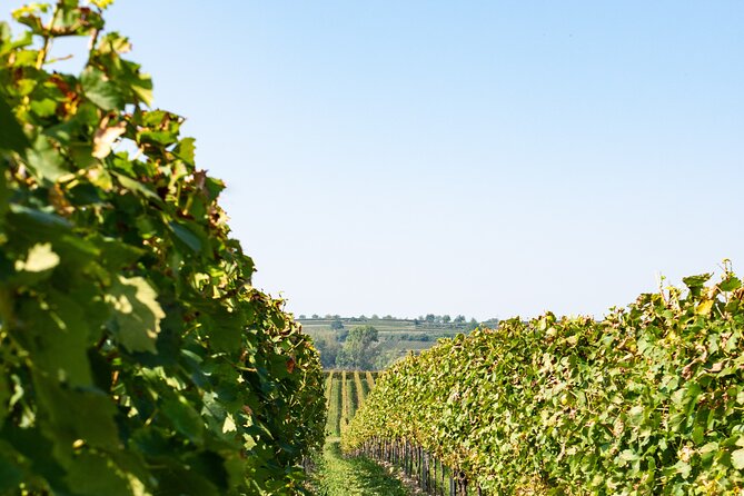 Dubrovnik Private Walking Tour and Wine - The Sum Up