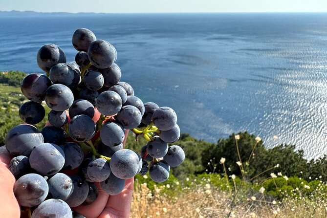 Dubrovnik Private Wine Tasting Tour To Peljesac - Accessibility and Participation