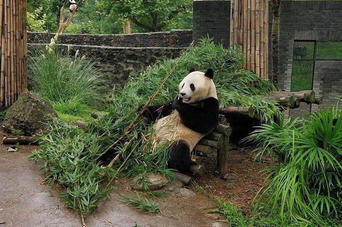 Dujiangyan Panda Base and Mt.Qingcheng one day private tour - The Value and Who This Tour Fits Best