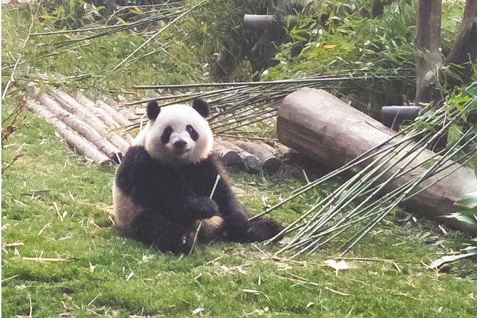 Dujiangyan Panda Base Volunteer Experience Trip - The Sum Up: A Rewarding Panda Day in Chengdu