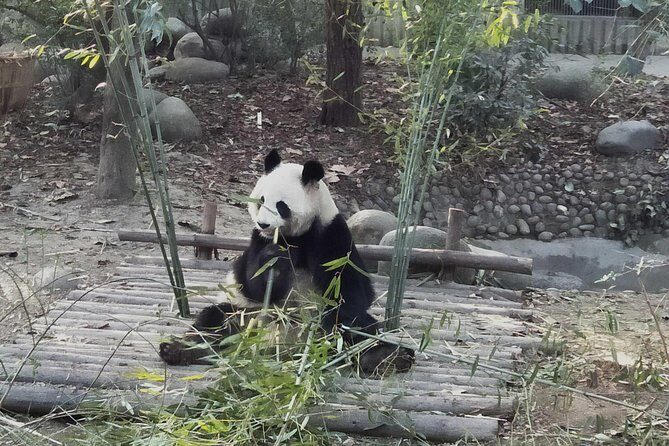 Dujiangyan Panda Base Volunteer Experience Trip - FAQ