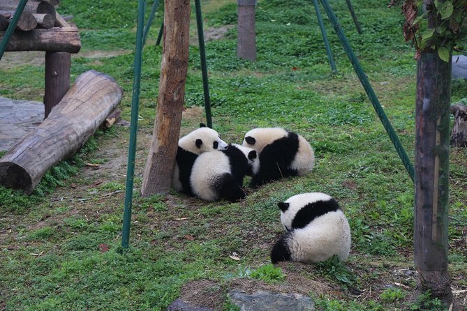 Dujingyan Panda Sanctuary Half day tour option panda volunteer - The Sum Up: Is This Tour Right for You?