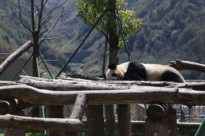 Dujingyan Panda Sanctuary Half day tour option panda volunteer - Final Thoughts