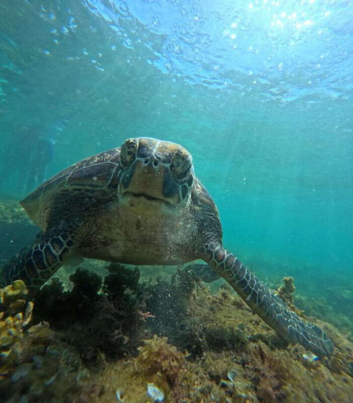 Dumaguete Apo Island Snorkel with turtle Tour - The Logistics: What You Need to Know