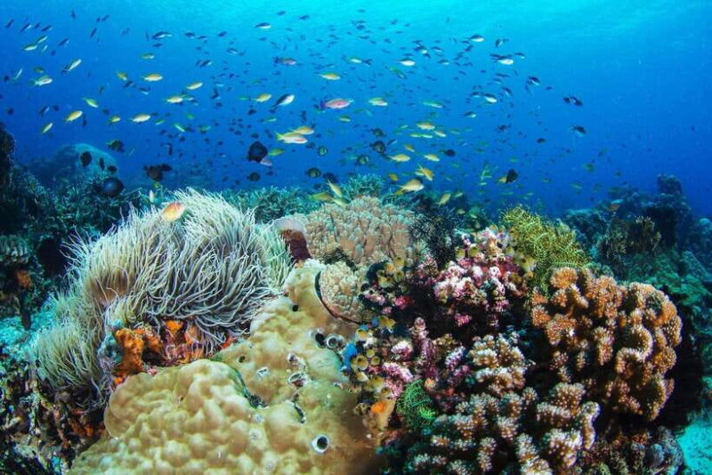 Dumaguete: Apo Island Snorkeling and Hiking Joiners Tour - Who This Tour Is Best For