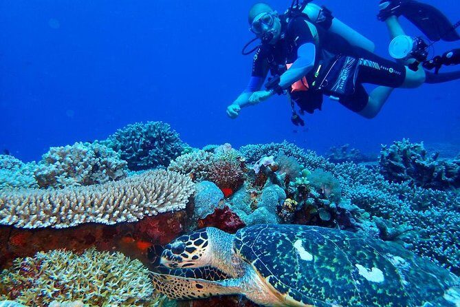 Dumaguete Apo Island Snorkeling Tour - What We Think About the Tours Value