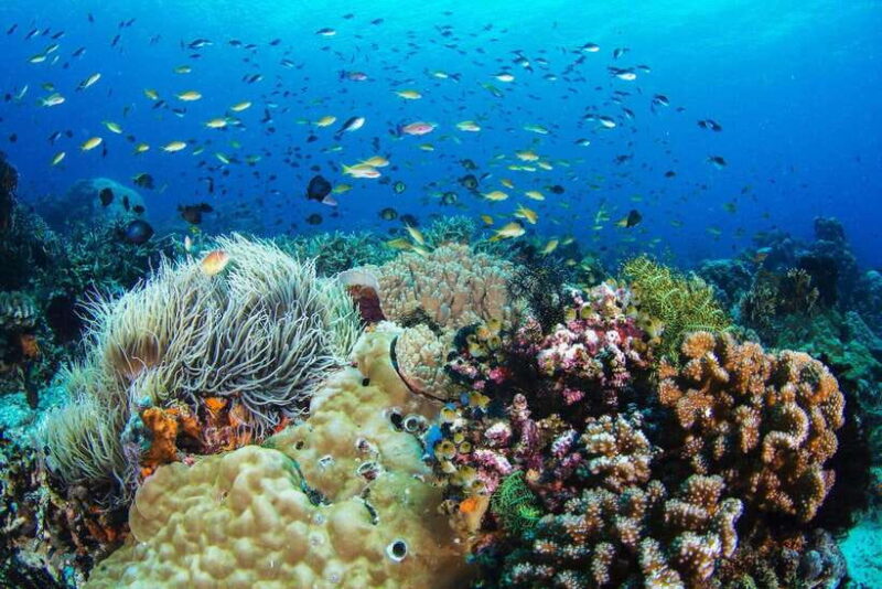 Dumaguete Apo Island with Turtle Snorkeling - Key Points