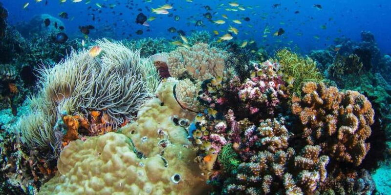 Dumaguete Apo Island with Turtle Snorkeling - The Sum Up: Is It Worth It?