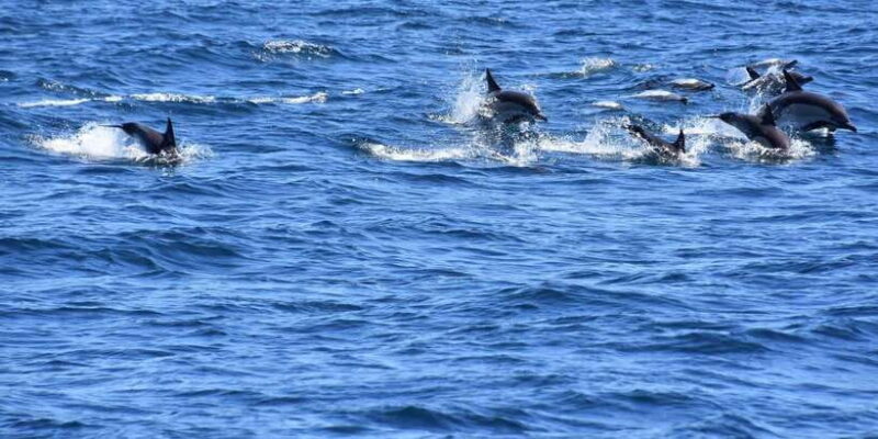 Dumaguete Manjuyod sand bar & Dolphin Watching - FAQ