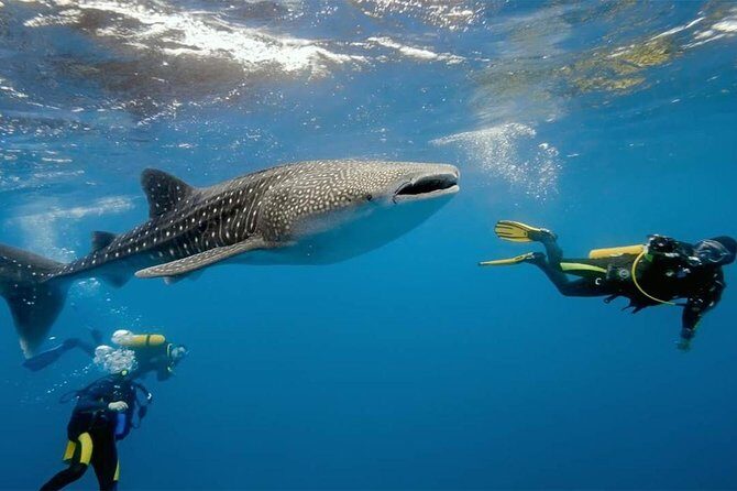 Dumaguete Oslob Whaleshark Tour - Exploring the Dumaguete Oslob Whaleshark Tour
