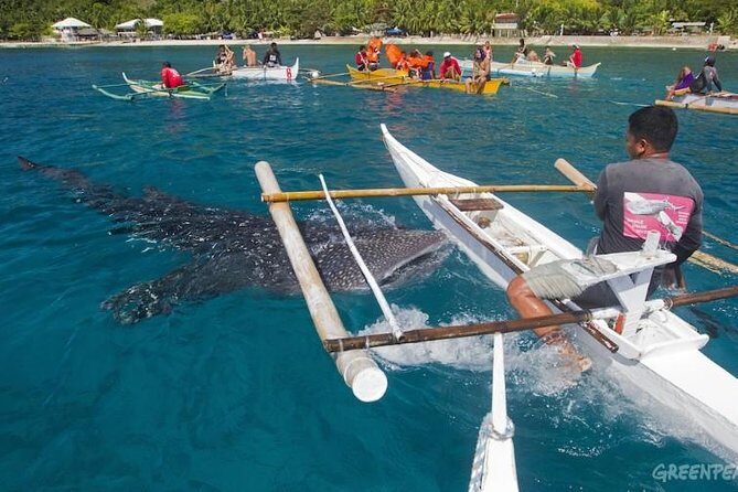 Dumaguete Oslob Whaleshark Tour - What Past Travelers Say