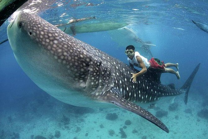 Dumaguete Oslob Whaleshark Tour - Final Thoughts: Is This Tour for You?