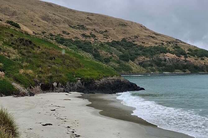 Dunedin and Otago Peninsula Tours For Up To 4 people - Final Thoughts