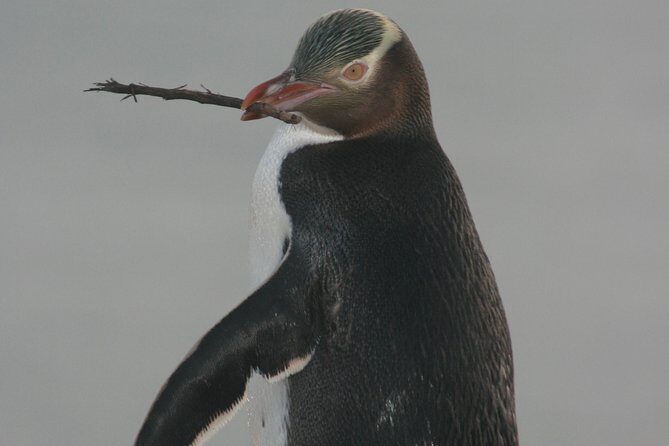 Dunedin City Highlights, Otago Peninsula Scenery & a Guided Penguin Reserve Tour - What the Tour Includes and What to Consider