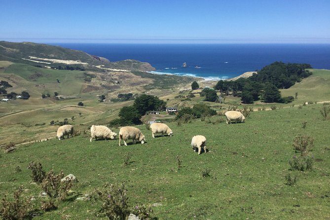Dunedin City Highlights, Otago Peninsula Scenery & a Guided Penguin Reserve Tour - Insights from Real Travelers: Highlights and Challenges