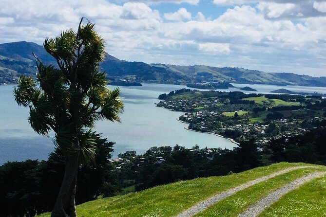 Dunedin City Highlights, Otago Peninsula Scenery & a Guided Penguin Reserve Tour - Why It’s a Good Value