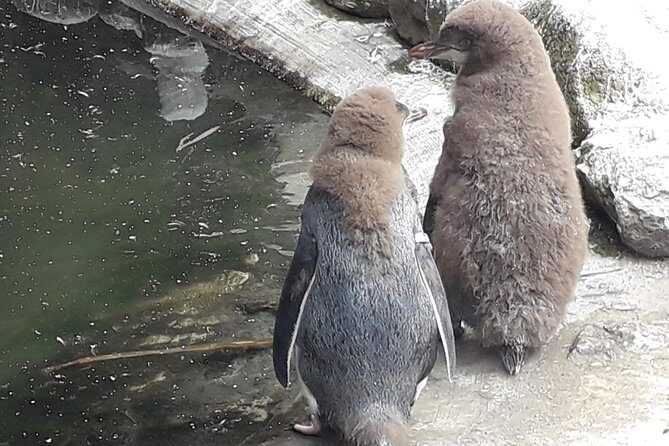 Dunedin City Highlights, Otago Peninsula Scenery & a Guided Penguin Reserve Tour - FAQs