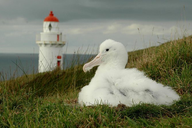 Dunedin City Highlights, Otago Peninsula Scenery & Albatross Guided Tour - Frequently Asked Questions
