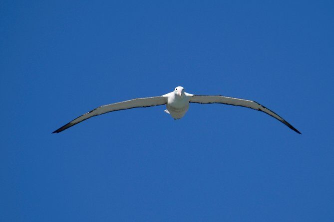Dunedin City Highlights, Otago Peninsula Scenery & Albatross Guided Tour - Final Thoughts