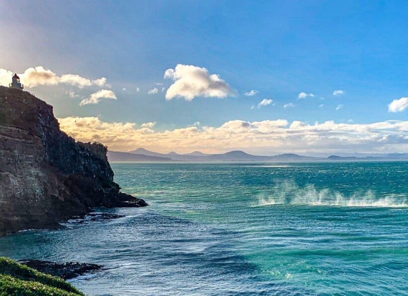 Dunedin City & Otago Peninsula Scenery Day Tour - Who Will Love This Tour?