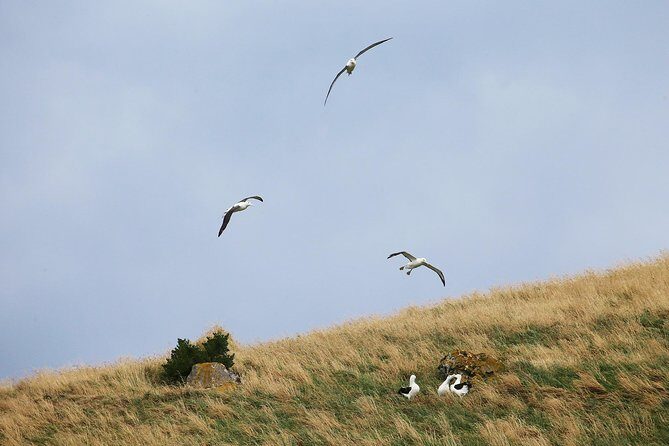 Dunedin City to Sea Wildlife Cruise + Peninsula Bus Tour - Final Thoughts