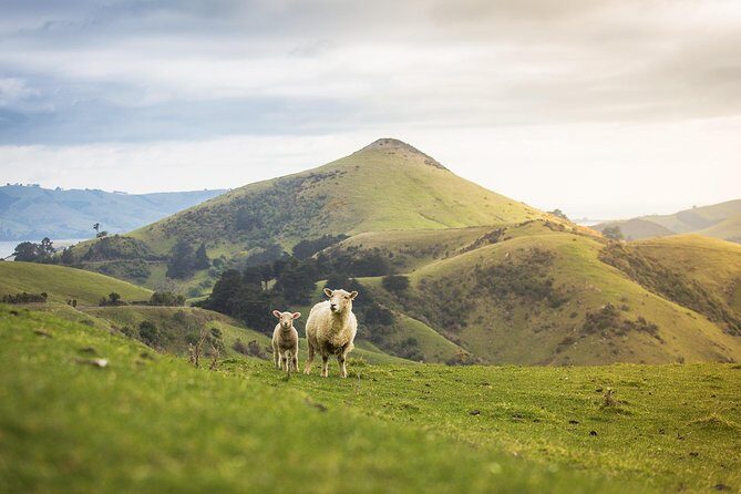 Dunedin City to Sea Wildlife Cruise + Peninsula Bus Tour - FAQ